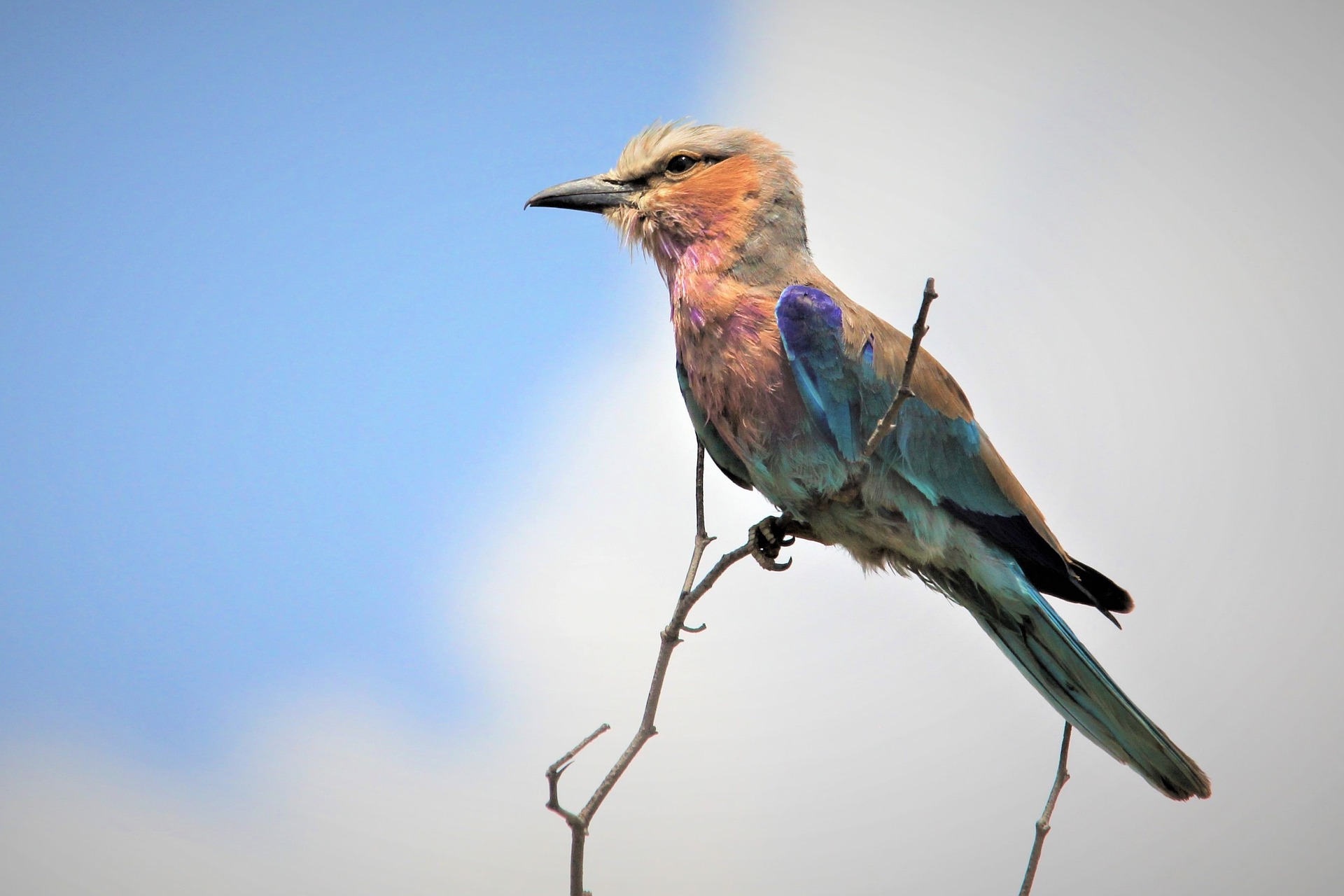 3 Days Bird Watching Safari in Rwanda | Rwanda Wildlife